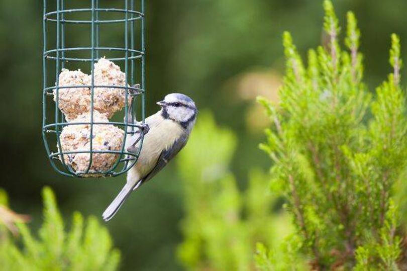 Bird feeder owners warned over 'dangerous' food that could cause harm