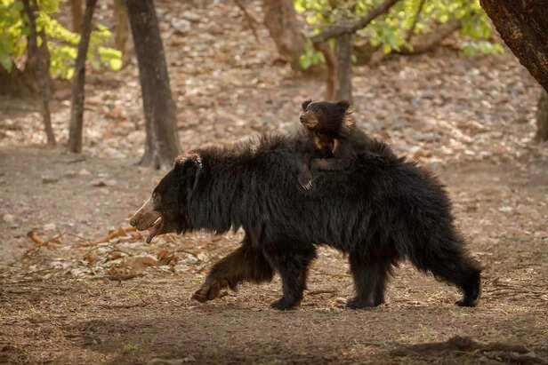 Sloth bear: The shaggy guardian of India's forests