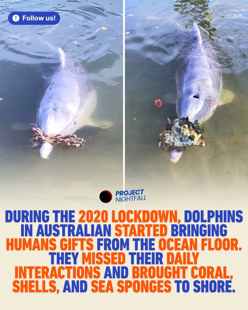 During lockdown, we weren't the only ones feeling isolated. A pod of ...