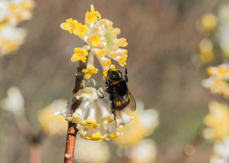 How to create the most fragrant winter garden in a small space