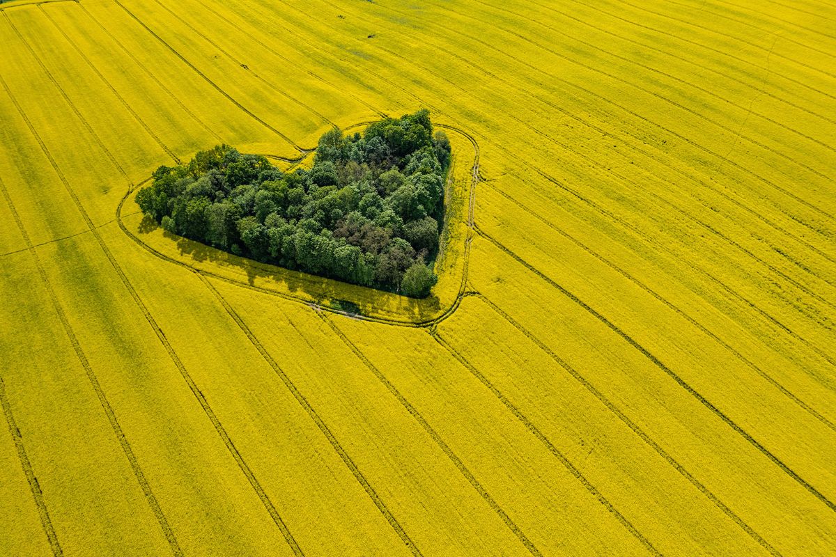 Celebrating a Canadian innovation in agriculture