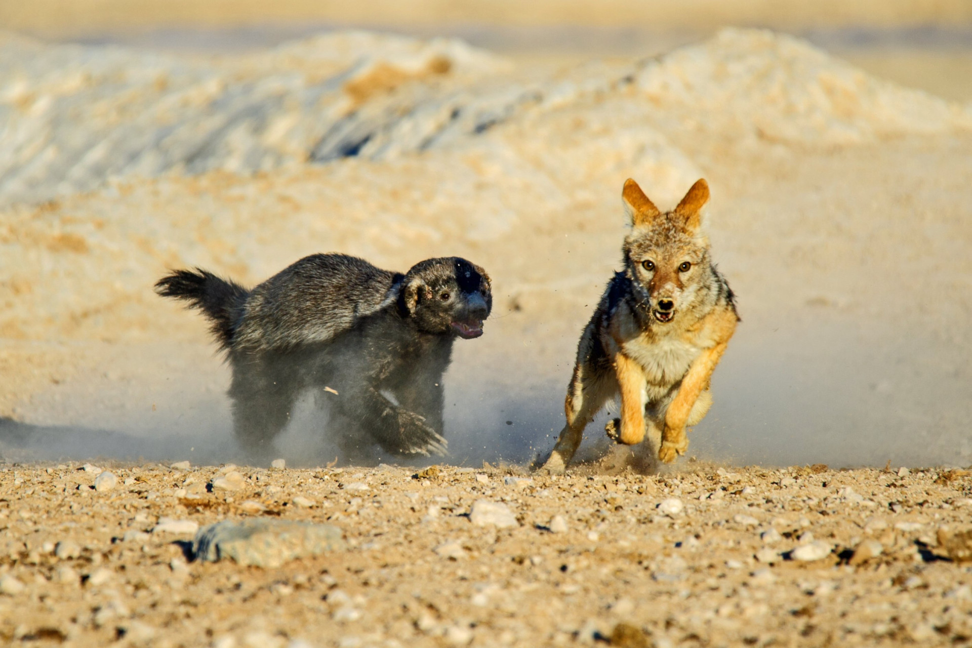 The most aggressive animals in the world