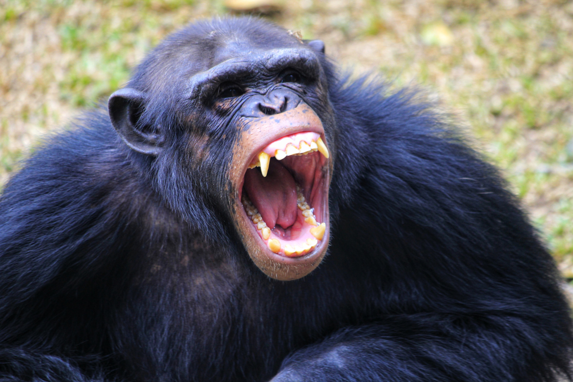The most aggressive animals in the world