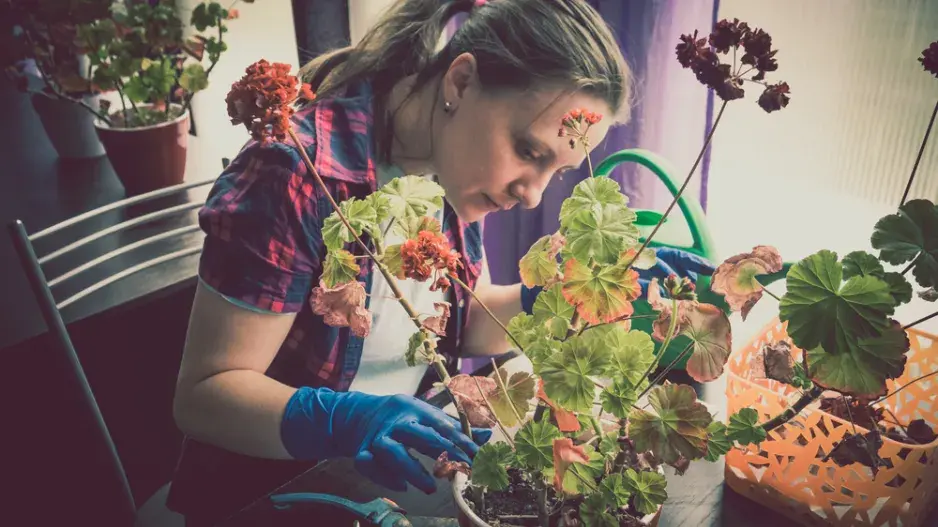 Zuzana (40): Sousedčiny muškáty krásně kvetly, moje skoro umíraly. Teď ...