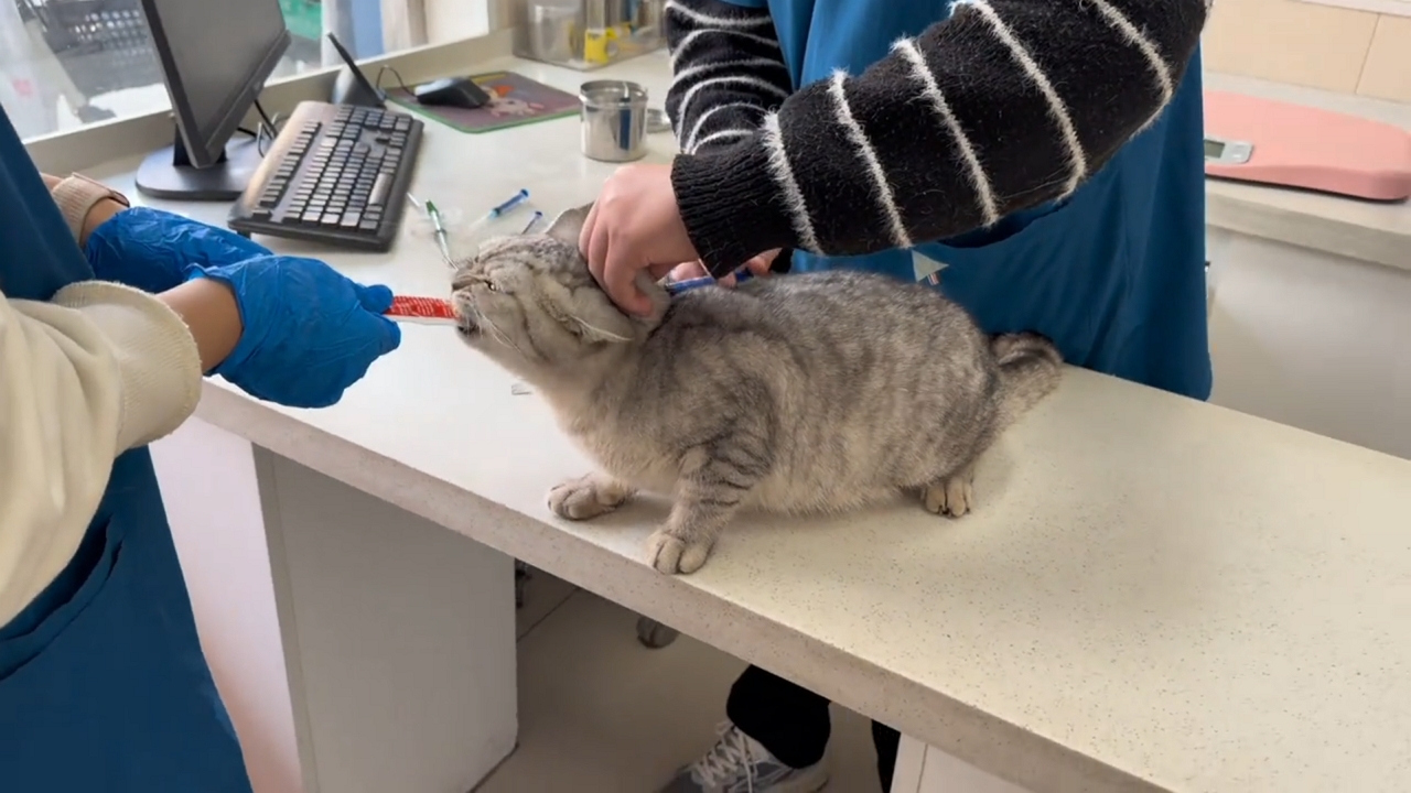 Cat stays calm with treats during vet injection in Jiangsu, China