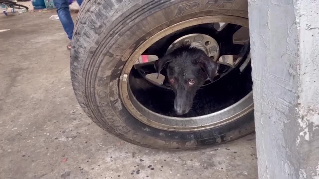 Pet dog with head stuck in car wheel is rescued by animal team