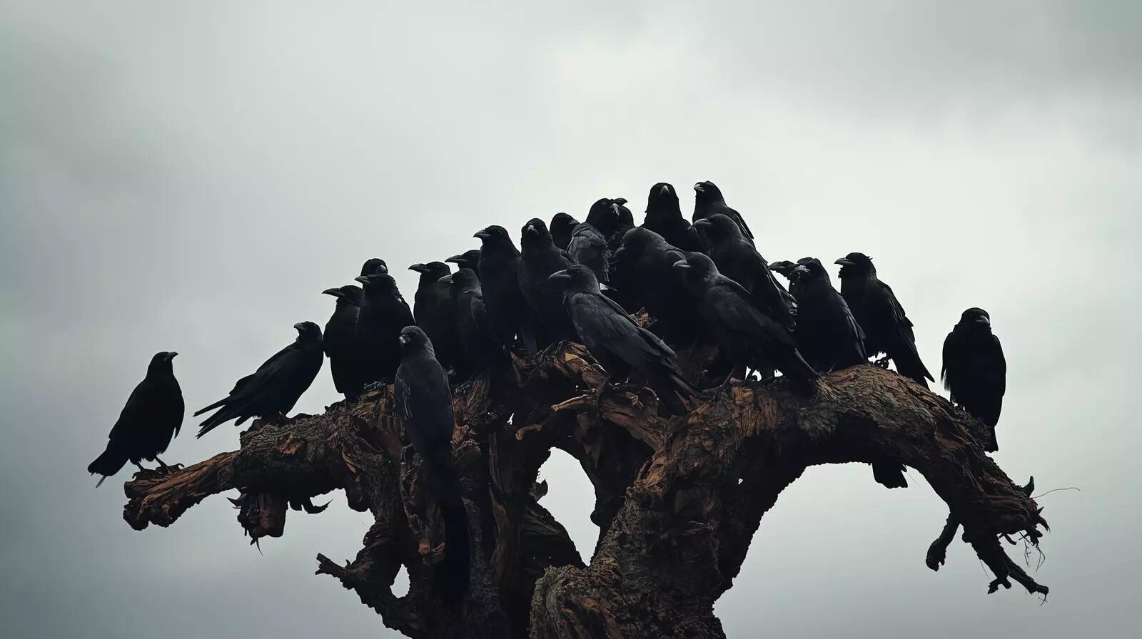 Why a group of crows is called a 'murder' and the story behind it