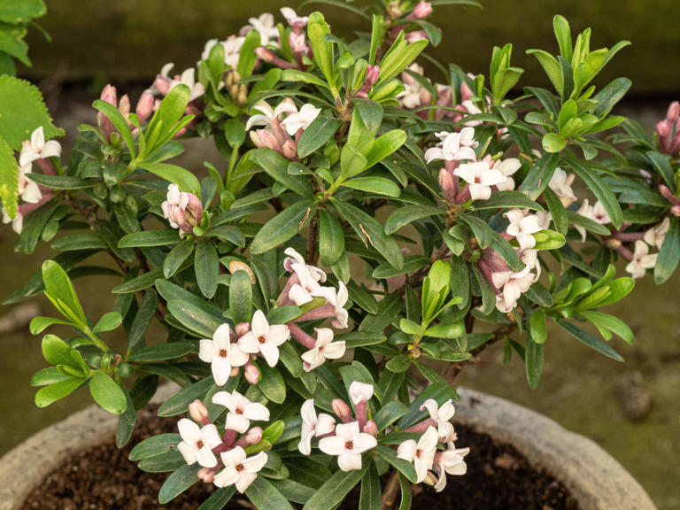 How to create the most fragrant winter garden in a small space