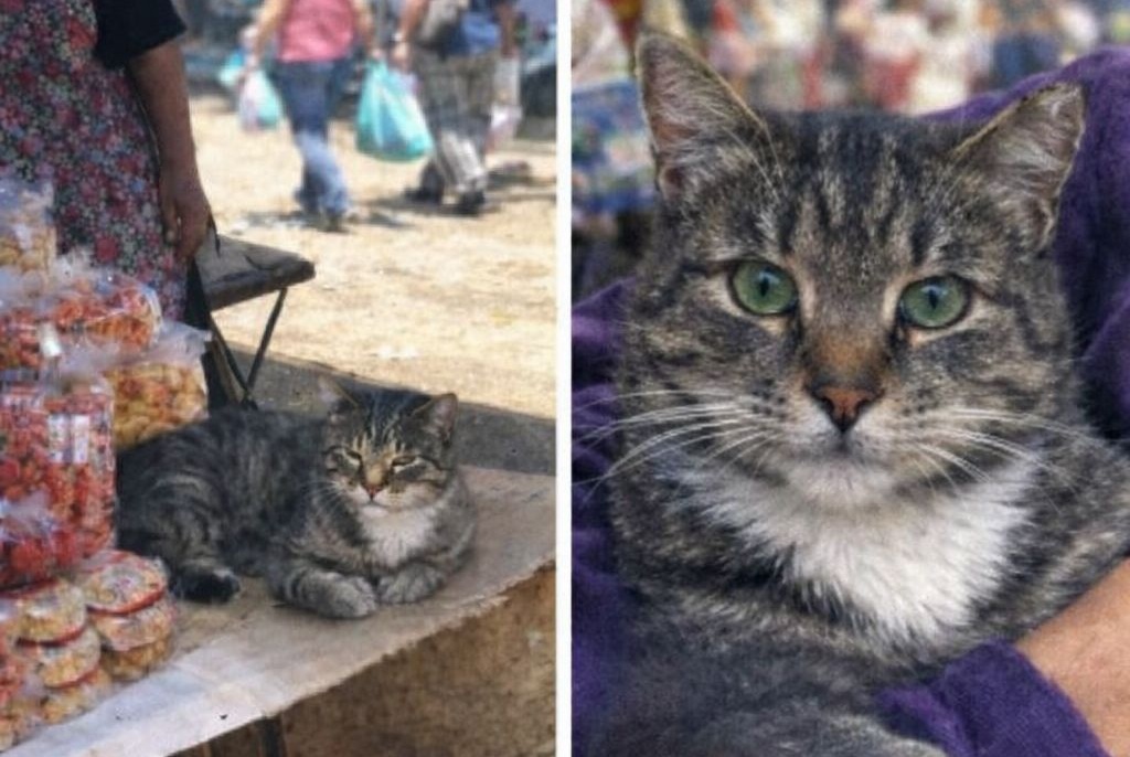 Perde il gatto in stazione e lo ritrova dopo quattro anni in un mercato