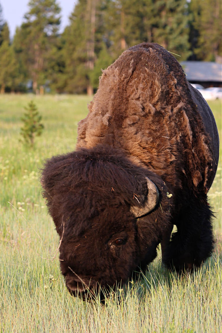 Lake Lodge Cabins: Front row seats to Yellowstone's best wildlife show