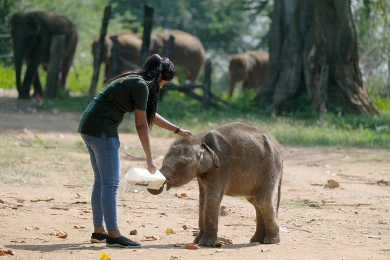 World's largest baby elephant sanctuary profiled in rare UK-Canada co ...