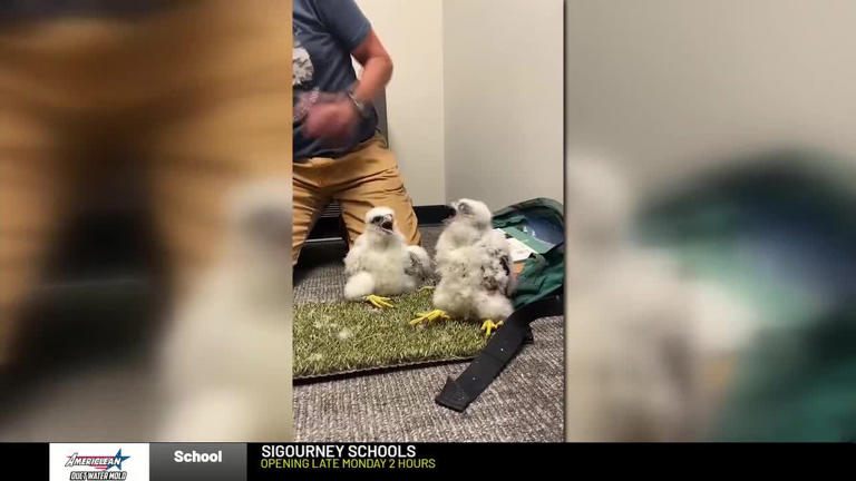 We the people: Iowa’s role in peregrine falcon recovery