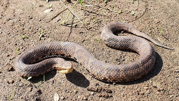 Two native viper species identified in South Korea for first time