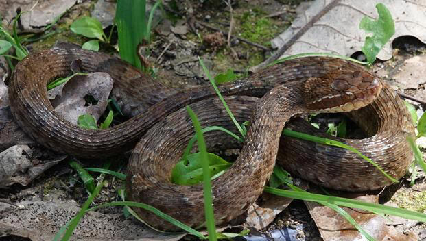Two new endemic snake species identified in South Korea