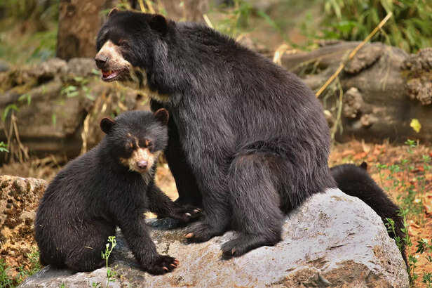 Sloth bear: The shaggy guardian of India's forests