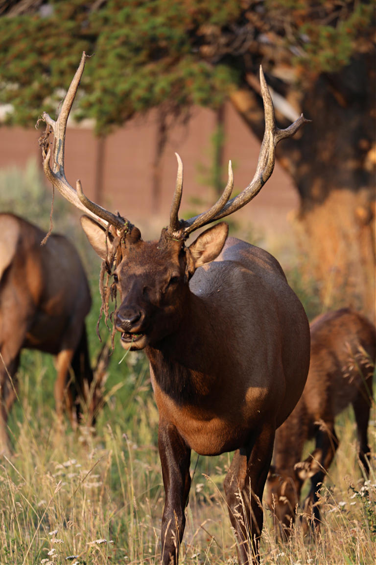 Lake Lodge Cabins: Front row seats to Yellowstone's best wildlife show