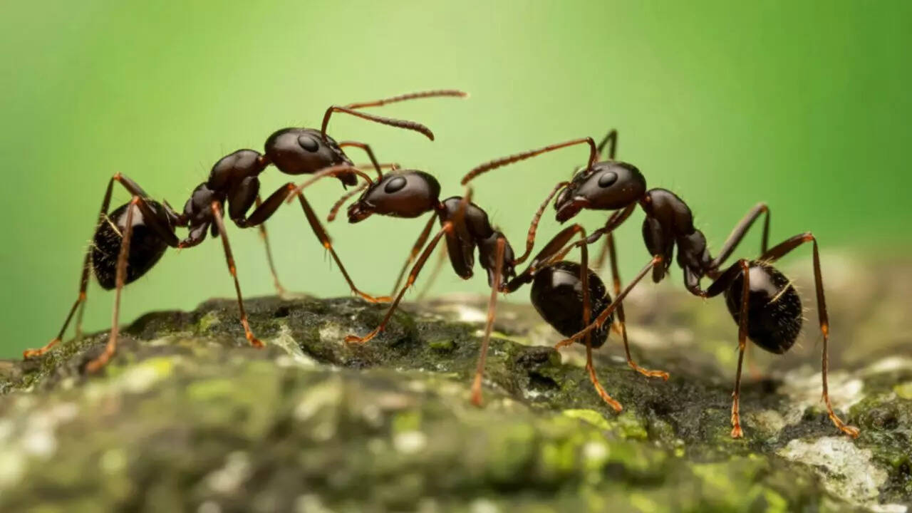 Ants vs. humans: How tiny ants survive deadly radiation that humans cannot