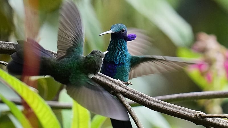An ancient forest in Ecuador is the last stand for a tiny hummingbird ...