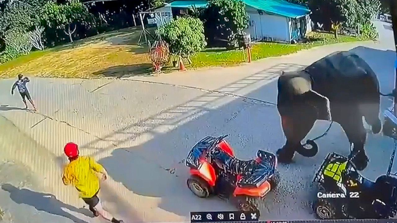 Un éléphant en fuite poursuit des touristes en quad