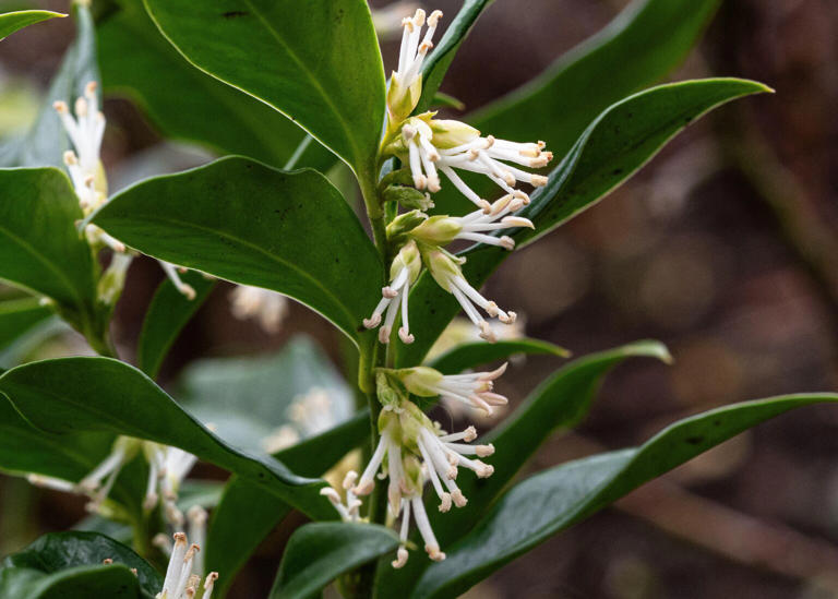 How to create the most fragrant winter garden in a small space