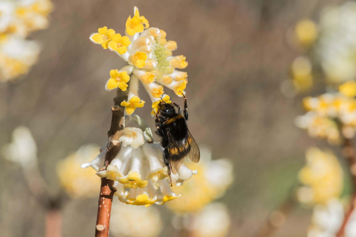 How to create the most fragrant winter garden in a small space
