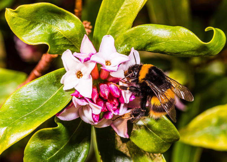 How to create the most fragrant winter garden in a small space