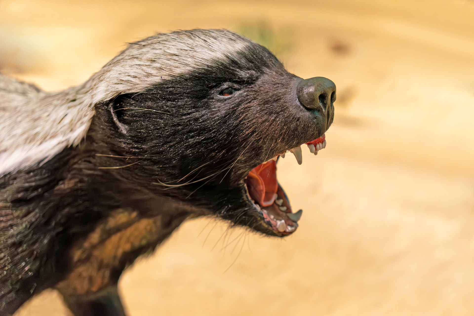 The most aggressive animals in the world