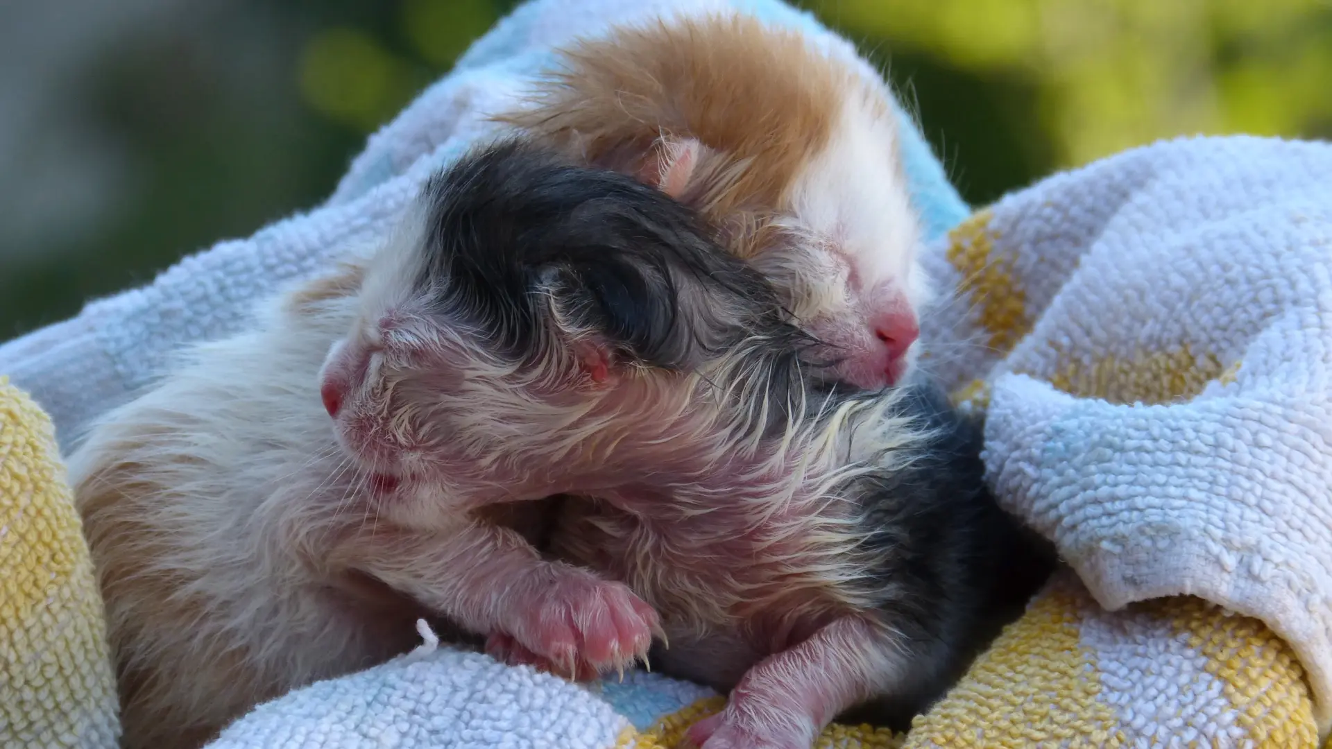 El síndrome del gatito desvanecido: cuando los primeros días de vida ...