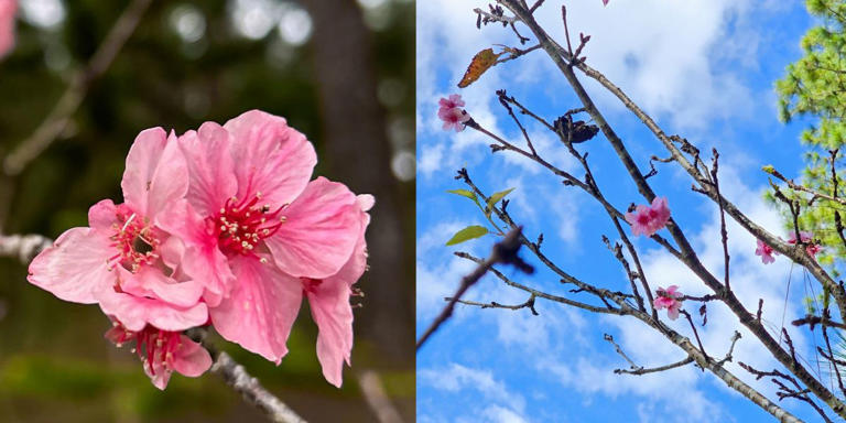 Baguio’s chilly weather is just right to make this flower bloom