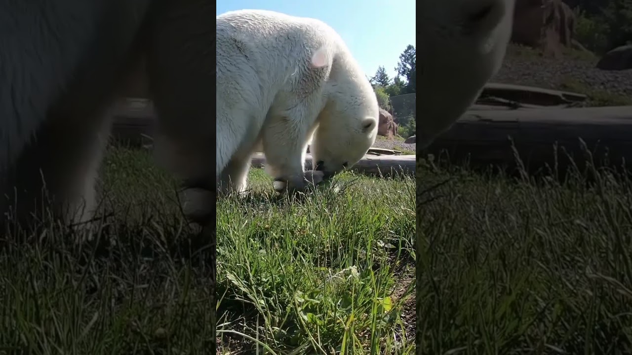 See a polar bear crunch juicy watermelon with delight