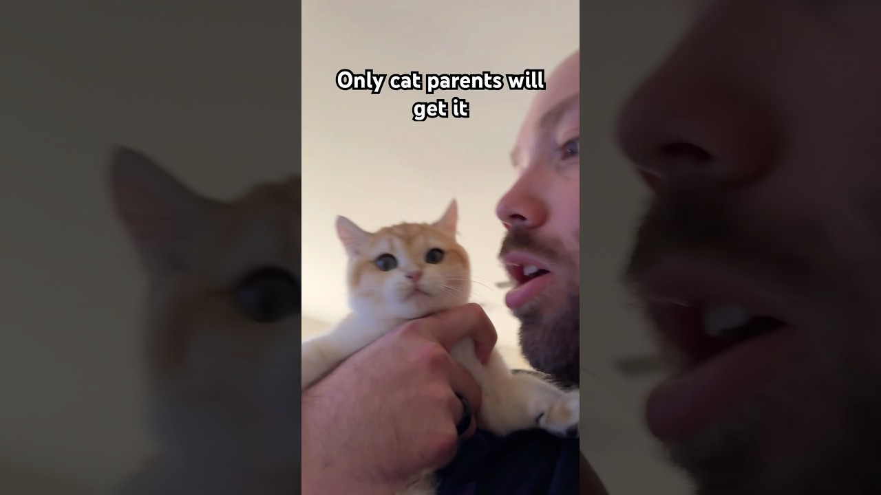 The feline annoyance only true cat owners know