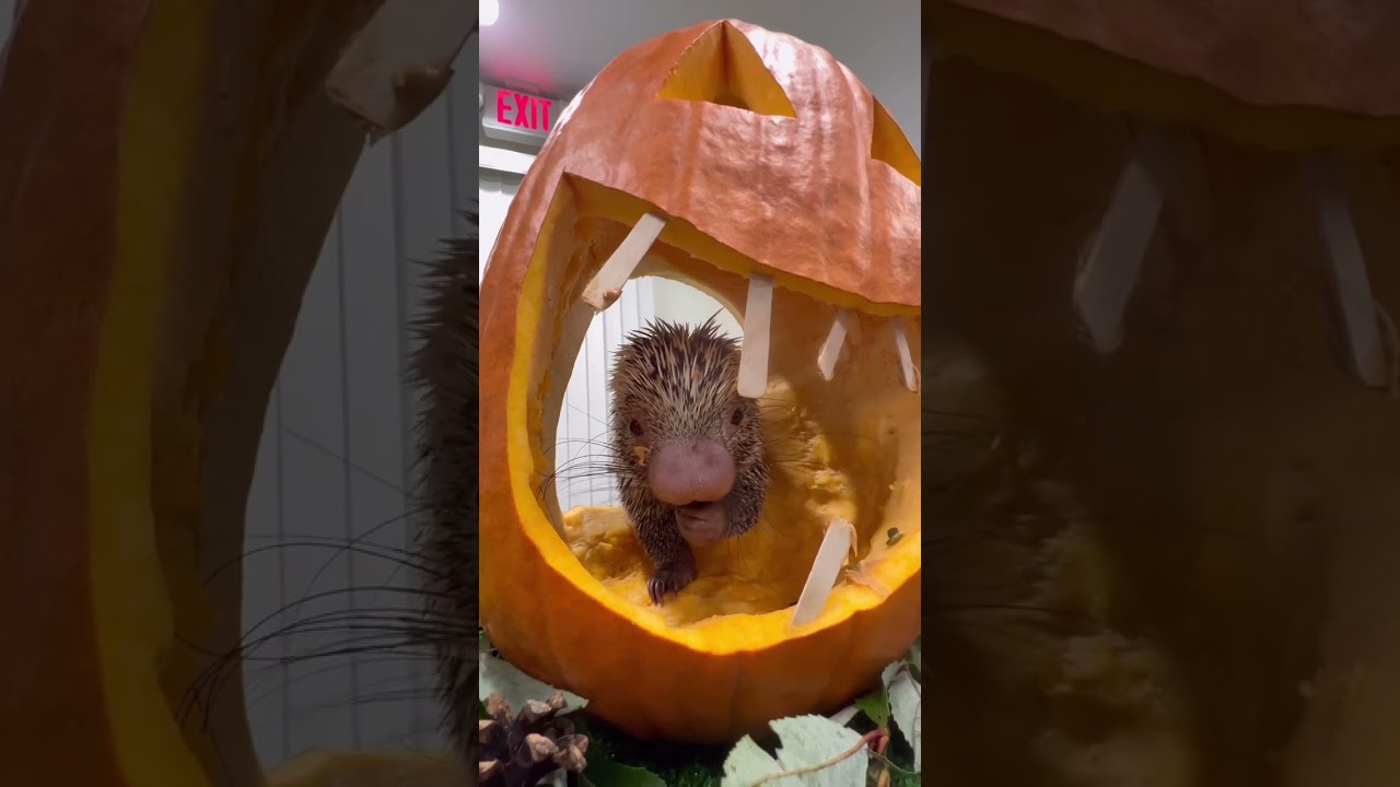 Hear a porcupine attack peanut butter on pumpkin