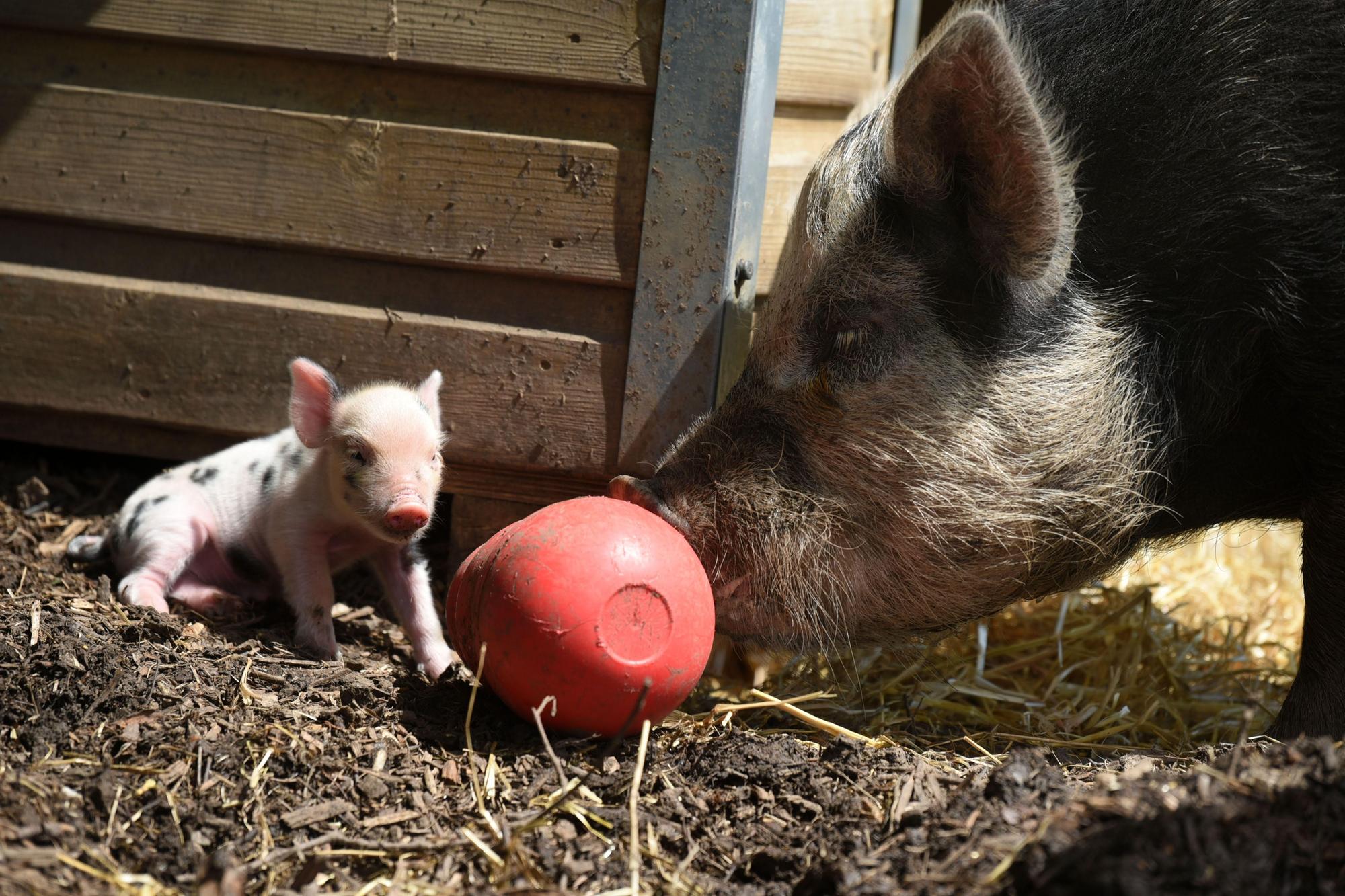 Families in Bucks urged to welcome a pig into their lives as ethical ...