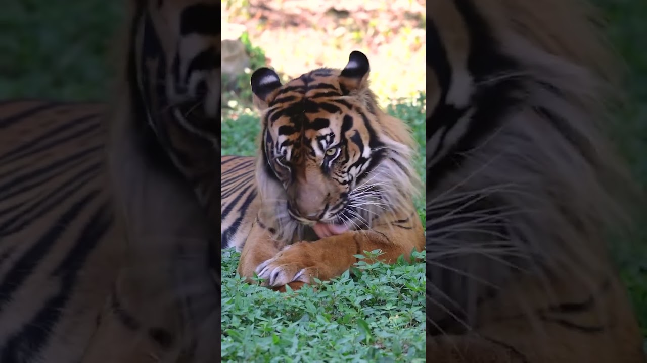 Felix the tiger proves why he always looks pawfect
