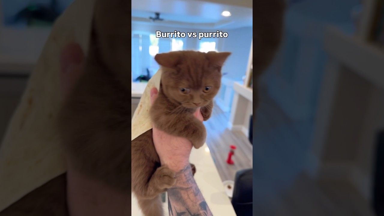 Cat wrapped in a tortilla