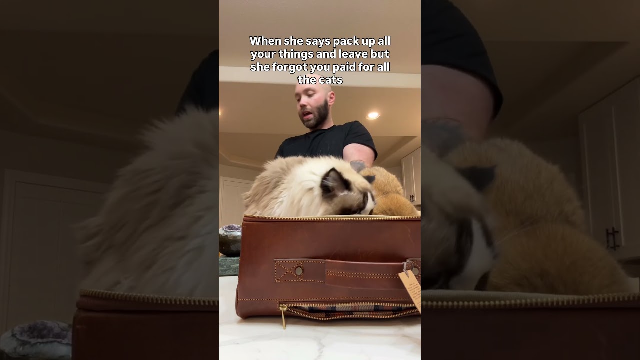 Reminding my girlfriend who really owns the cats