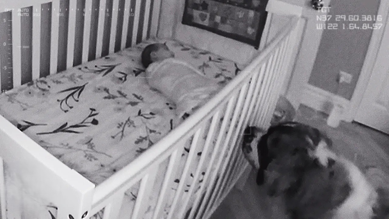 Hidden camera catches dog sneaking into baby’s room - and melting hearts