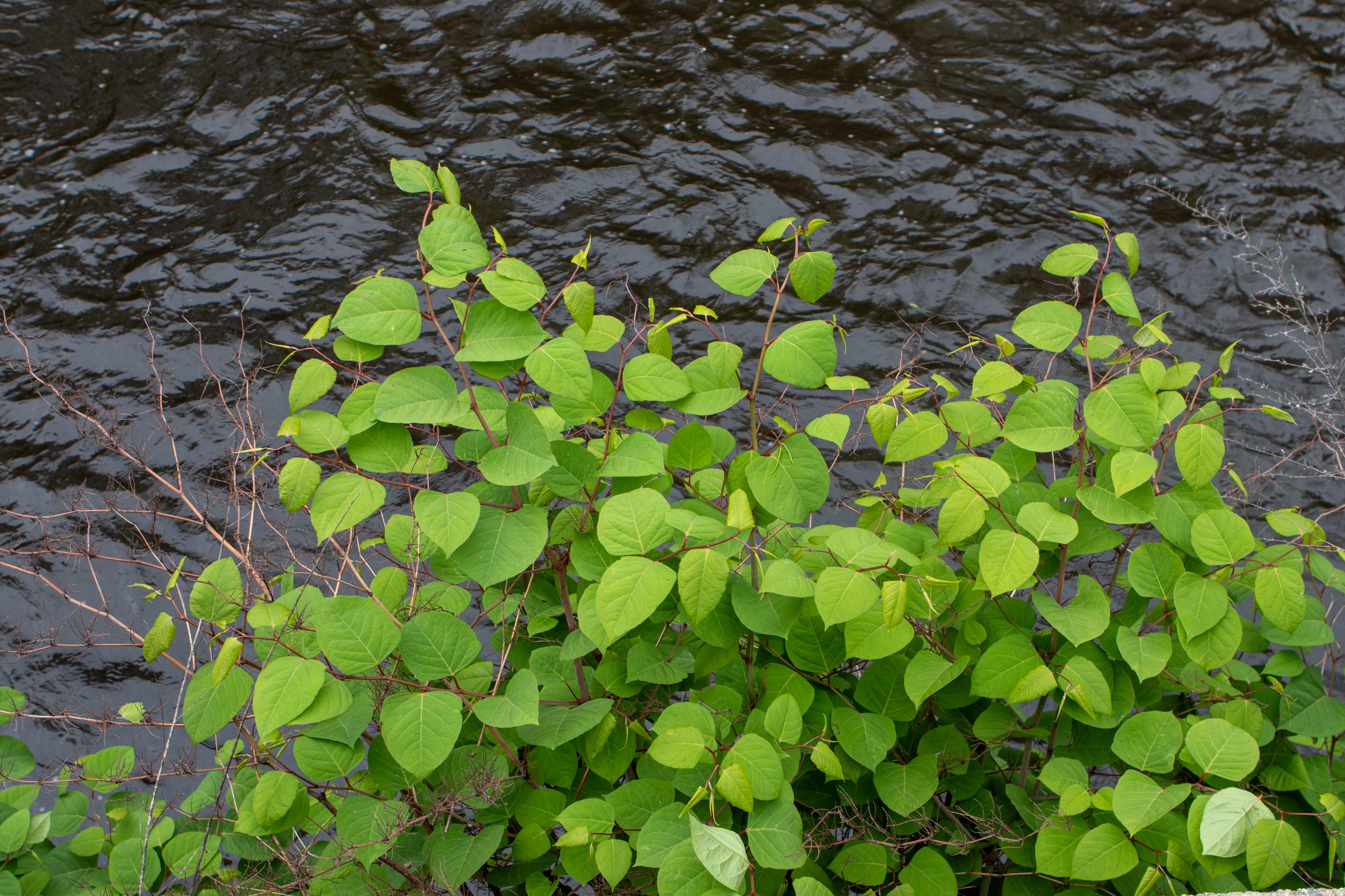 RI House passes bill to ban the sale of invasive plants