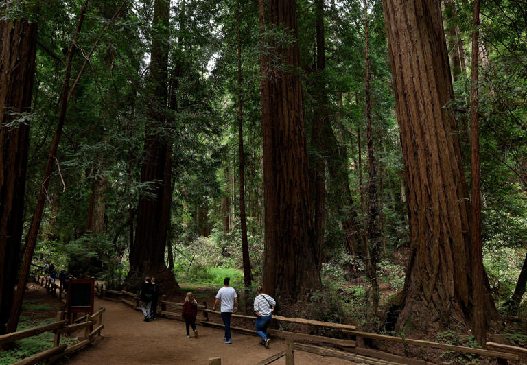 Football haters can still enjoy Super Bowl weekend in the Bay Area