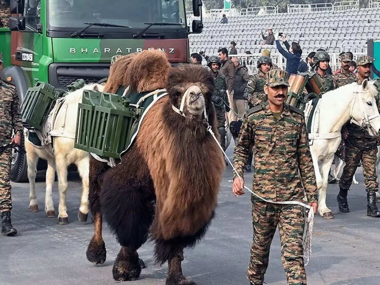 Meet Galwan and Nubra, the Bactrian 'Bhondu' camels from Republic Day ...