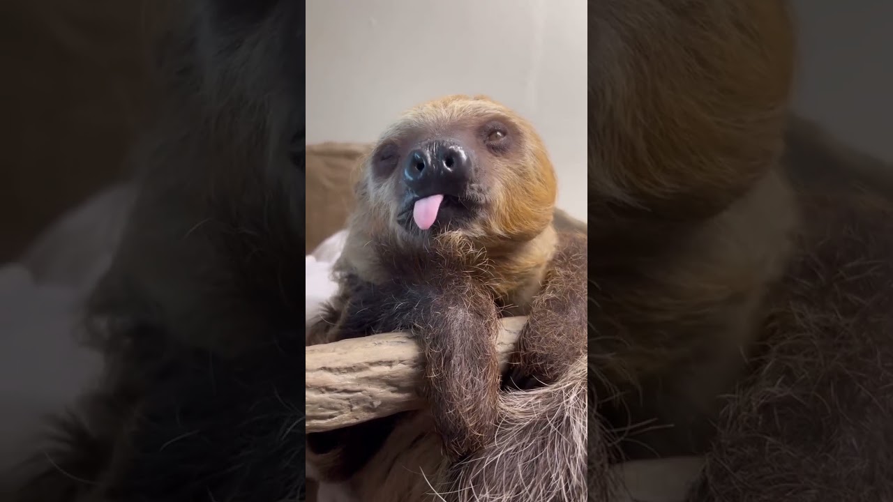 Sloth keeps returning to bed for ultimate relaxation