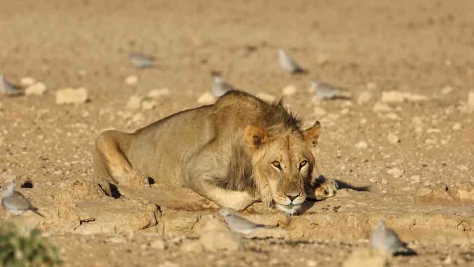 These beaches look calm until wildlife turns the shoreline deadly