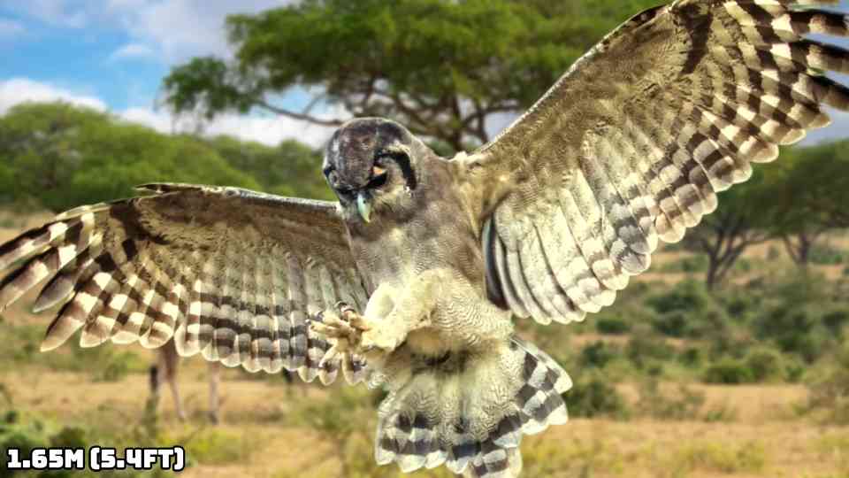 Ranking the continents by their largest owls reveals predators built to ...