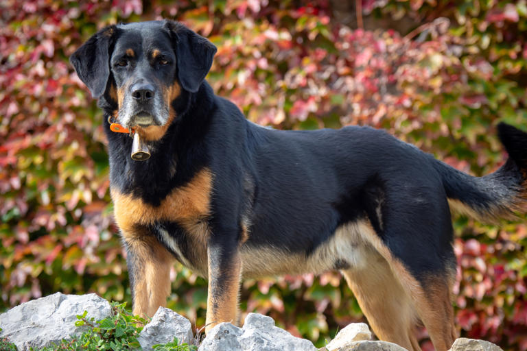 Top guard dogs 2026: Here are the 12 best breeds of brave dog to ...