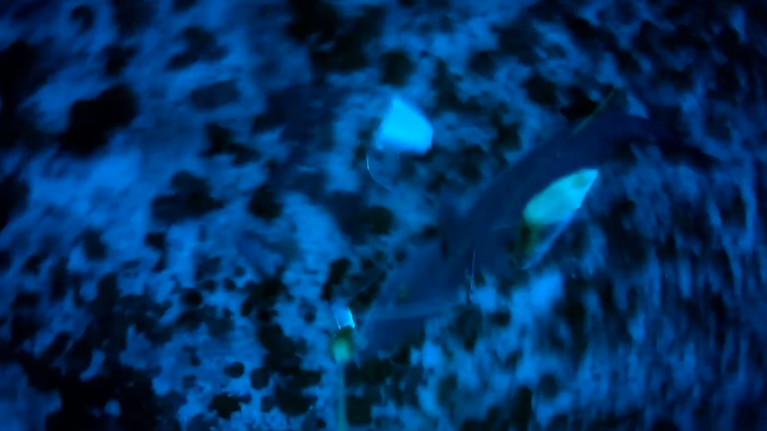 Bull shark struck without warning