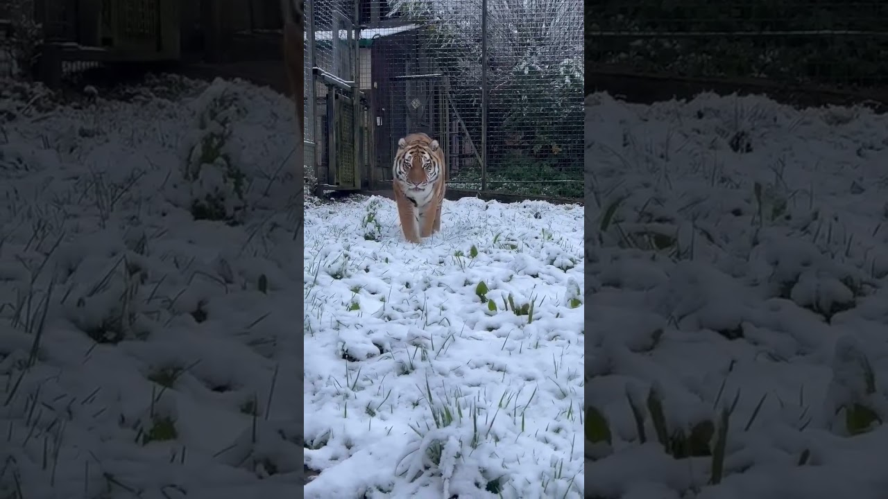 Siberian tiger hunts through the snow with stealth and power