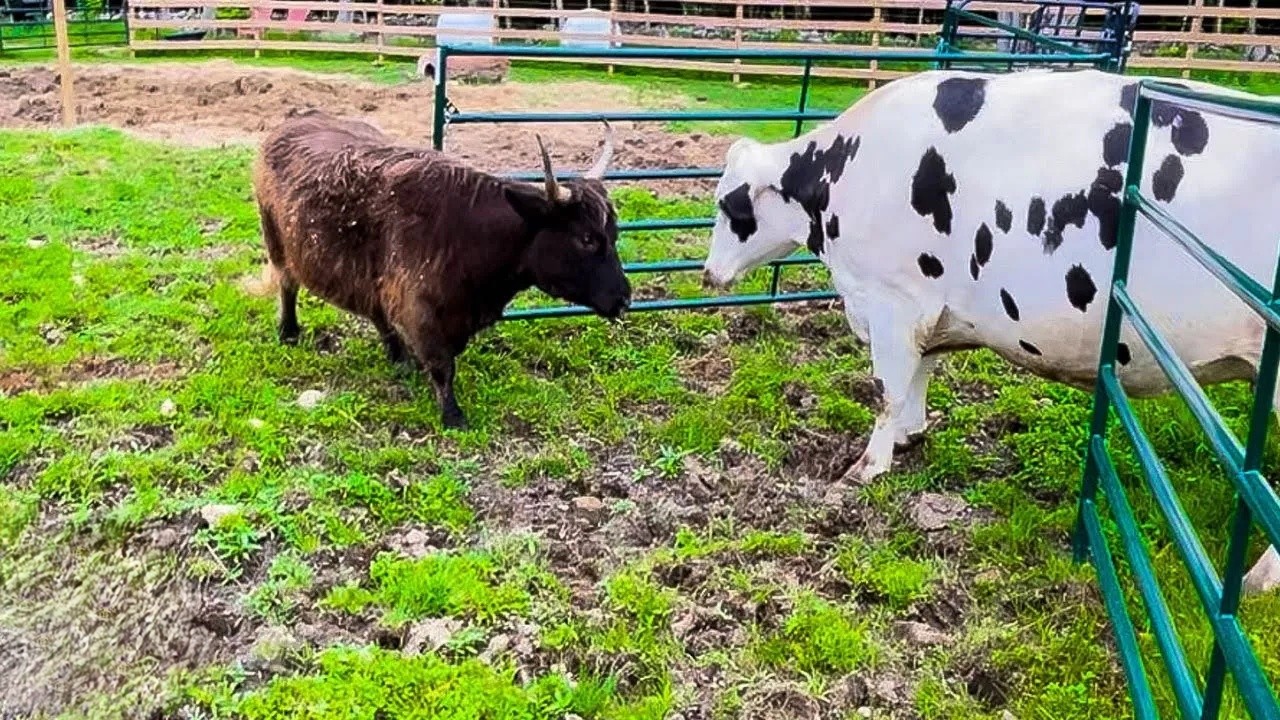 Yak was alone and scared - until she found her best friend