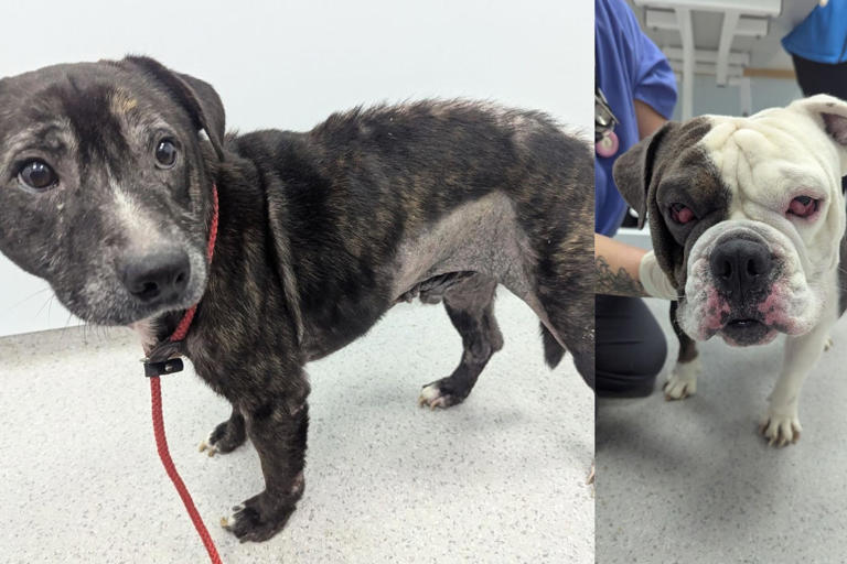 Northamptonshire woman banned from keeping dogs for five years after ...