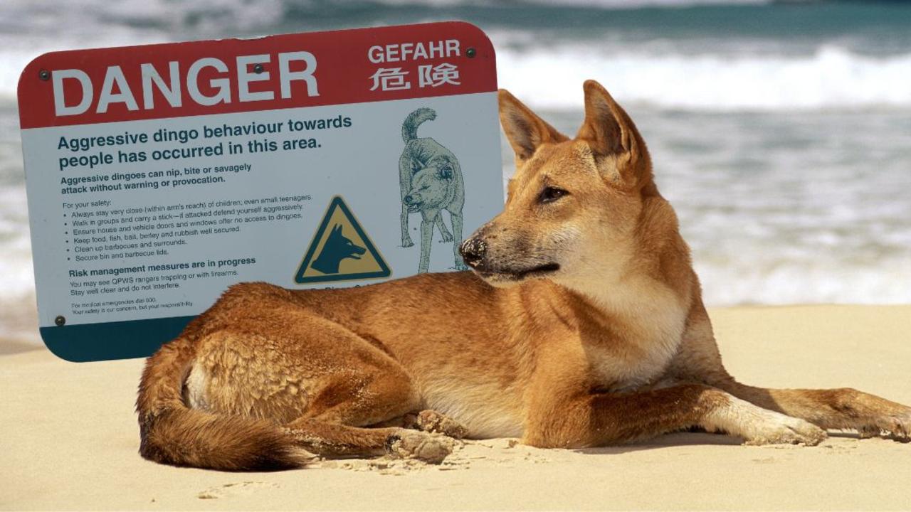 Parents respond to K’gari dingo cull