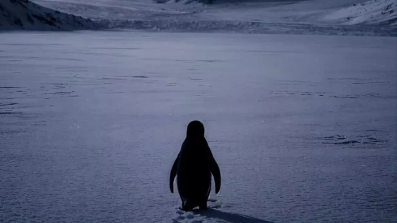 Why the 'Nihilist Penguin' meme is going viral in 2026